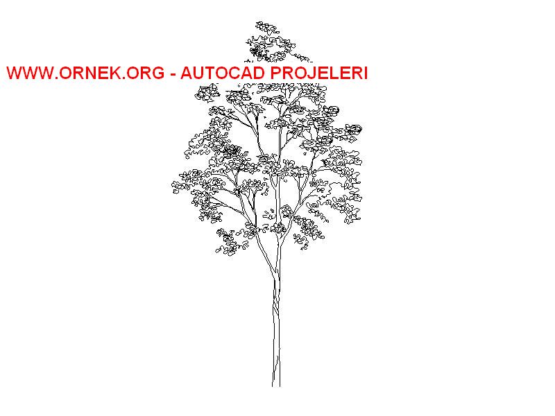 Ağaç dwg projesi - Autocad Projeler