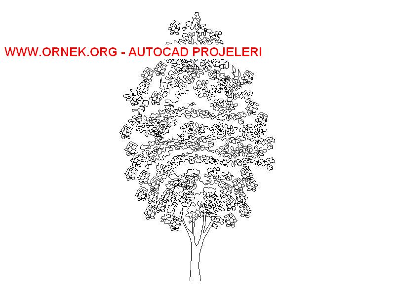 Ağaç dwg projesi - Autocad Projeler