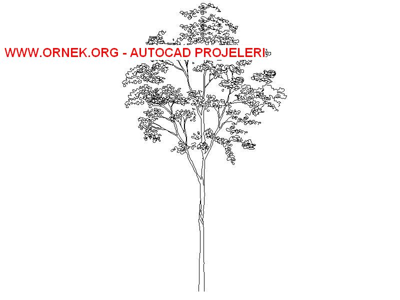 Ağaç dwg projesi - Autocad Projeler