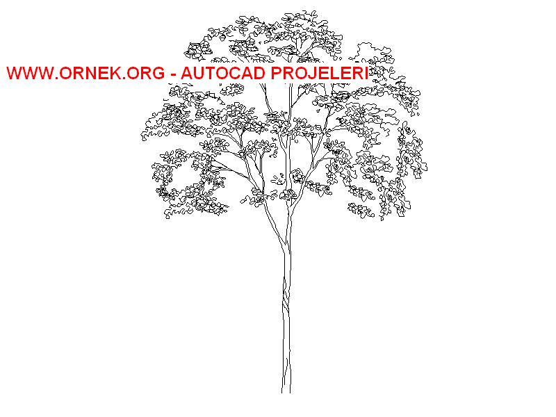 Ağaç dwg projesi - Autocad Projeler