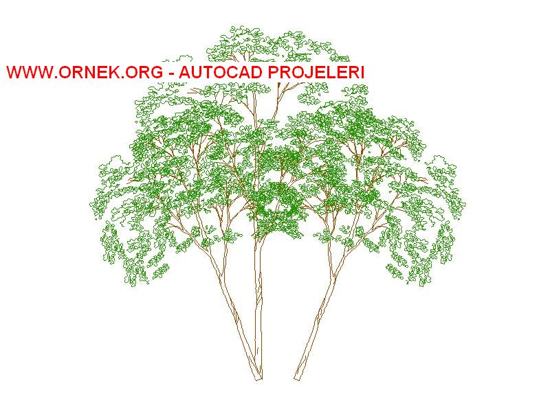 Ağaç dwg projesi - Autocad Projeler