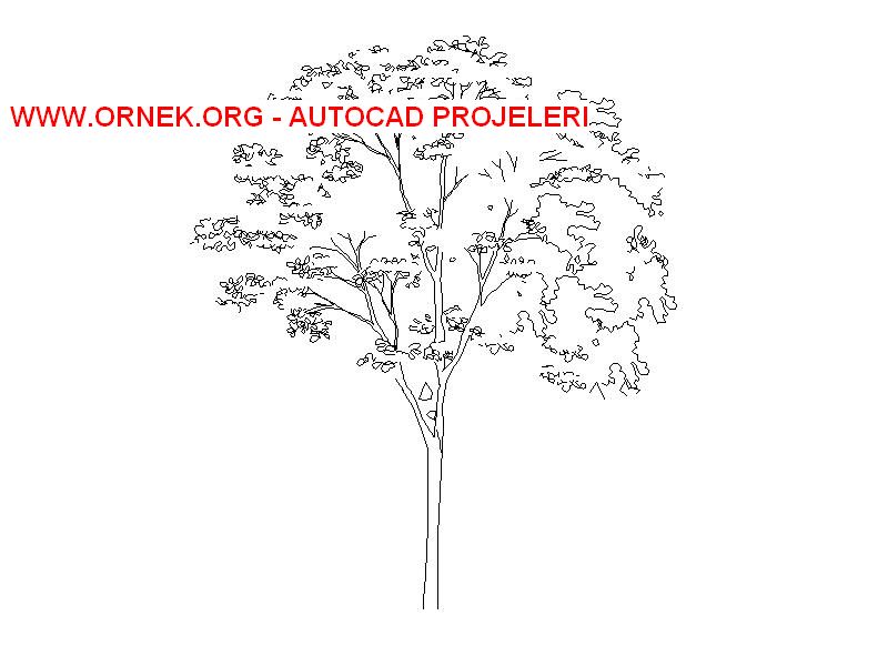 Ağaç dwg projesi - Autocad Projeler