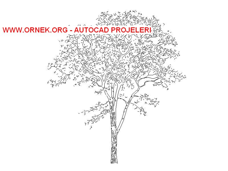 Ağaç dwg projesi - Autocad Projeler